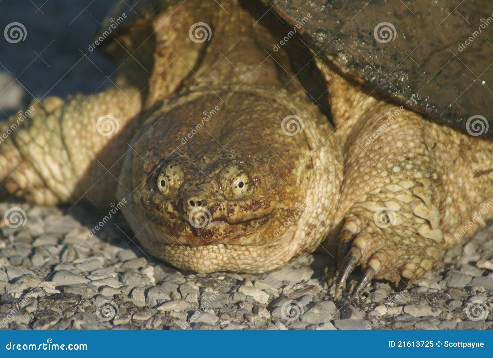 Snapping turtle stock image. Image of lakes, creeks, shell - 21613725