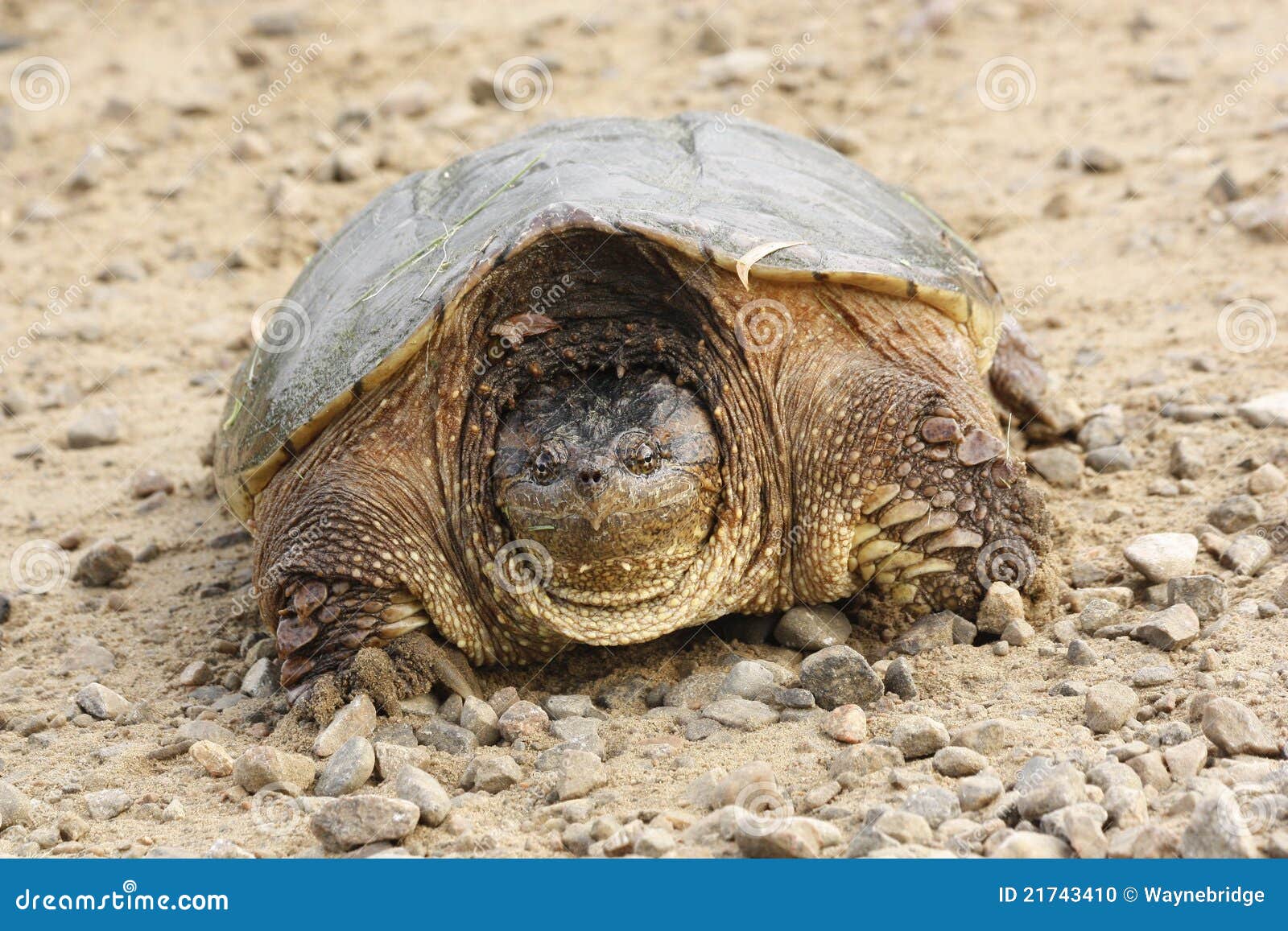 Snapping turtle stock photo. Image of spring, north, reptile - 21743410
