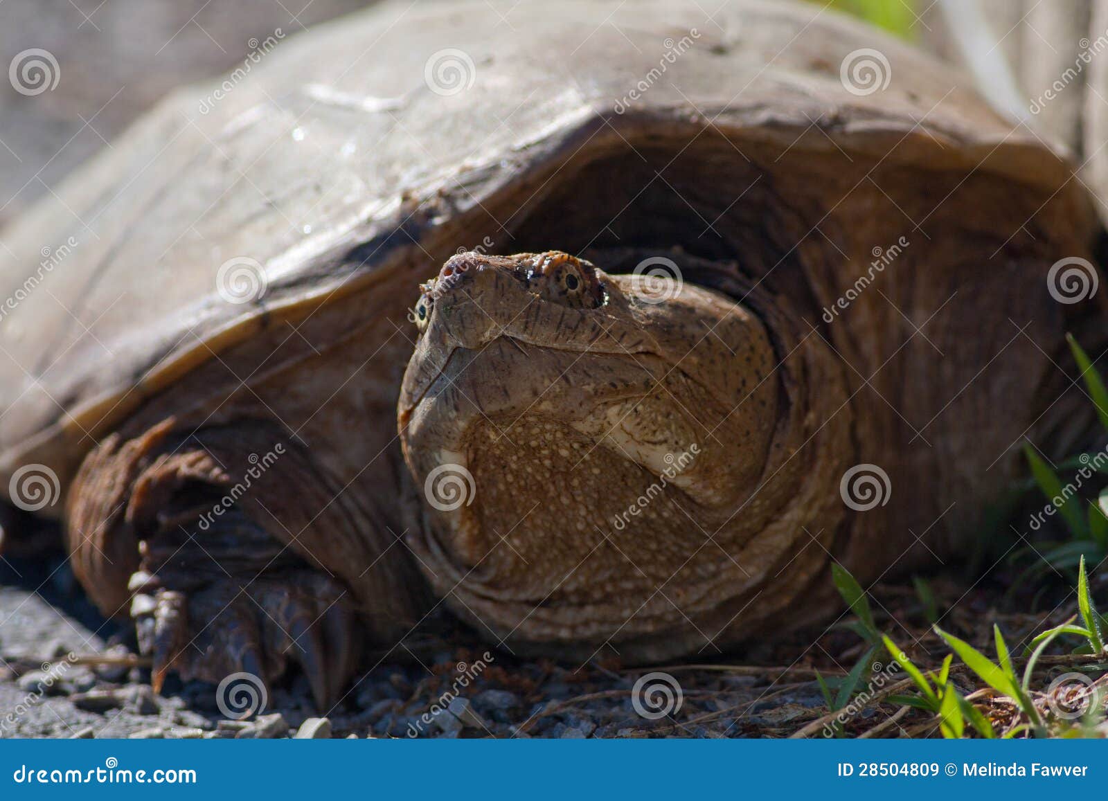 Basking Snapping Turtle Stock Image | CartoonDealer.com #33641035