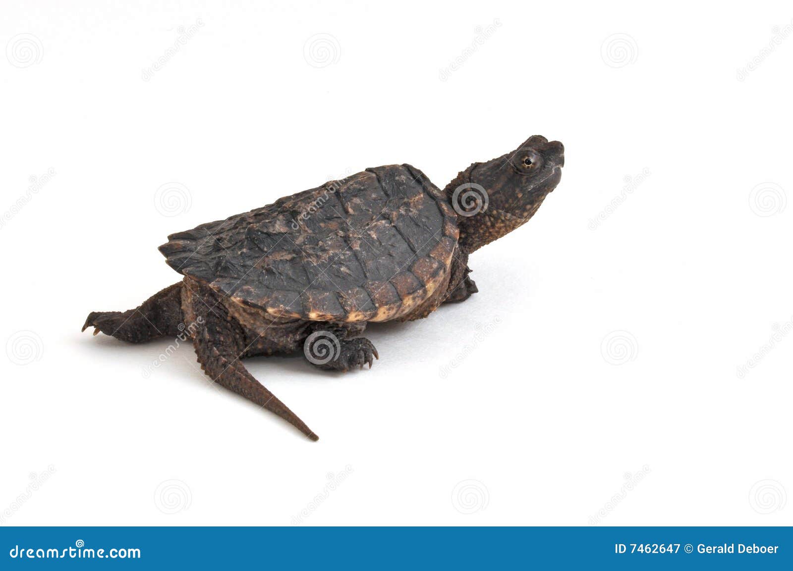 Big Snapping Turtle On A Log In Wetland Area. Royalty-Free Stock Photo ...