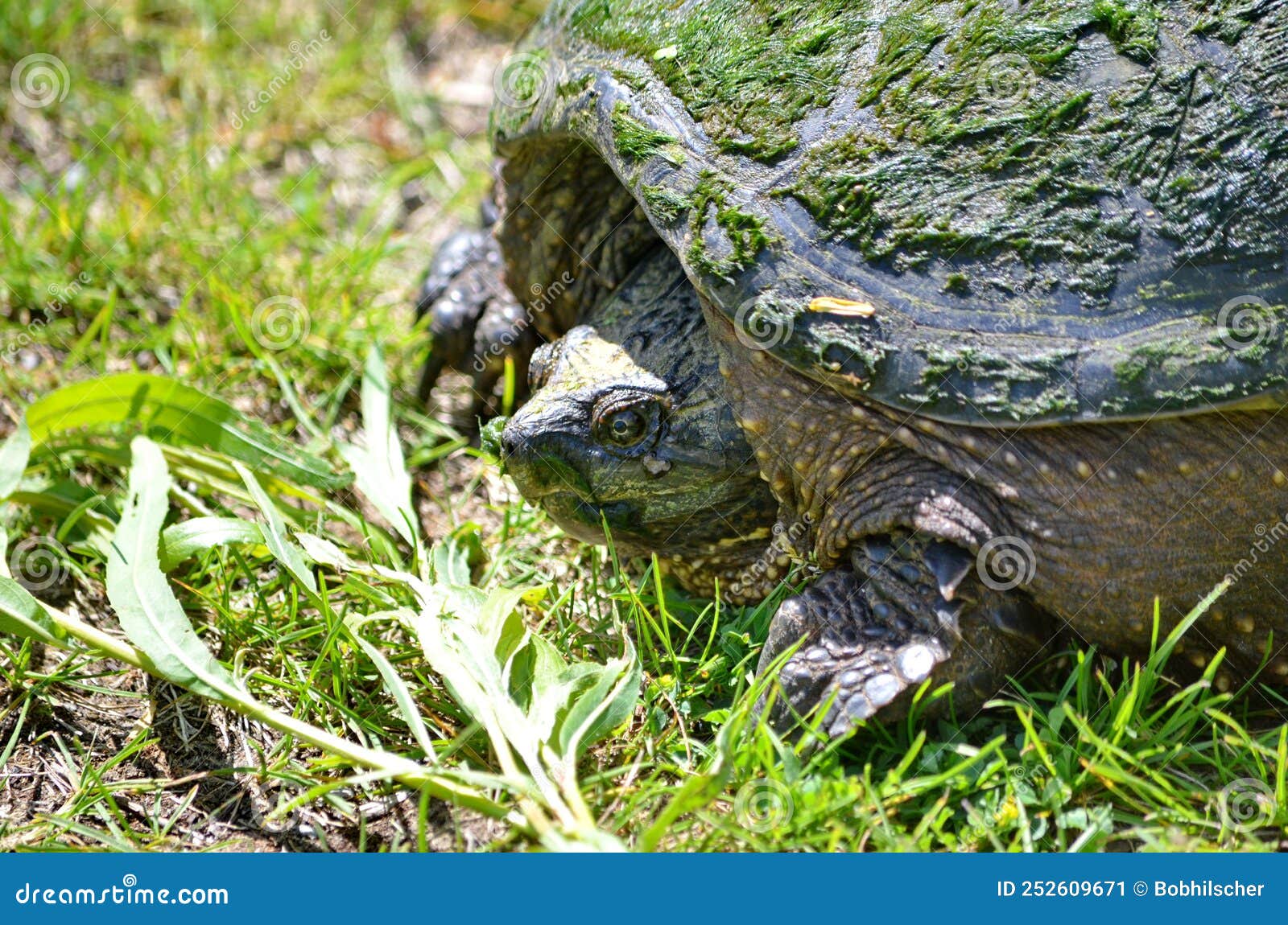 Snapping Turtle Along a Trail Stock Image - Image of herpetology ...