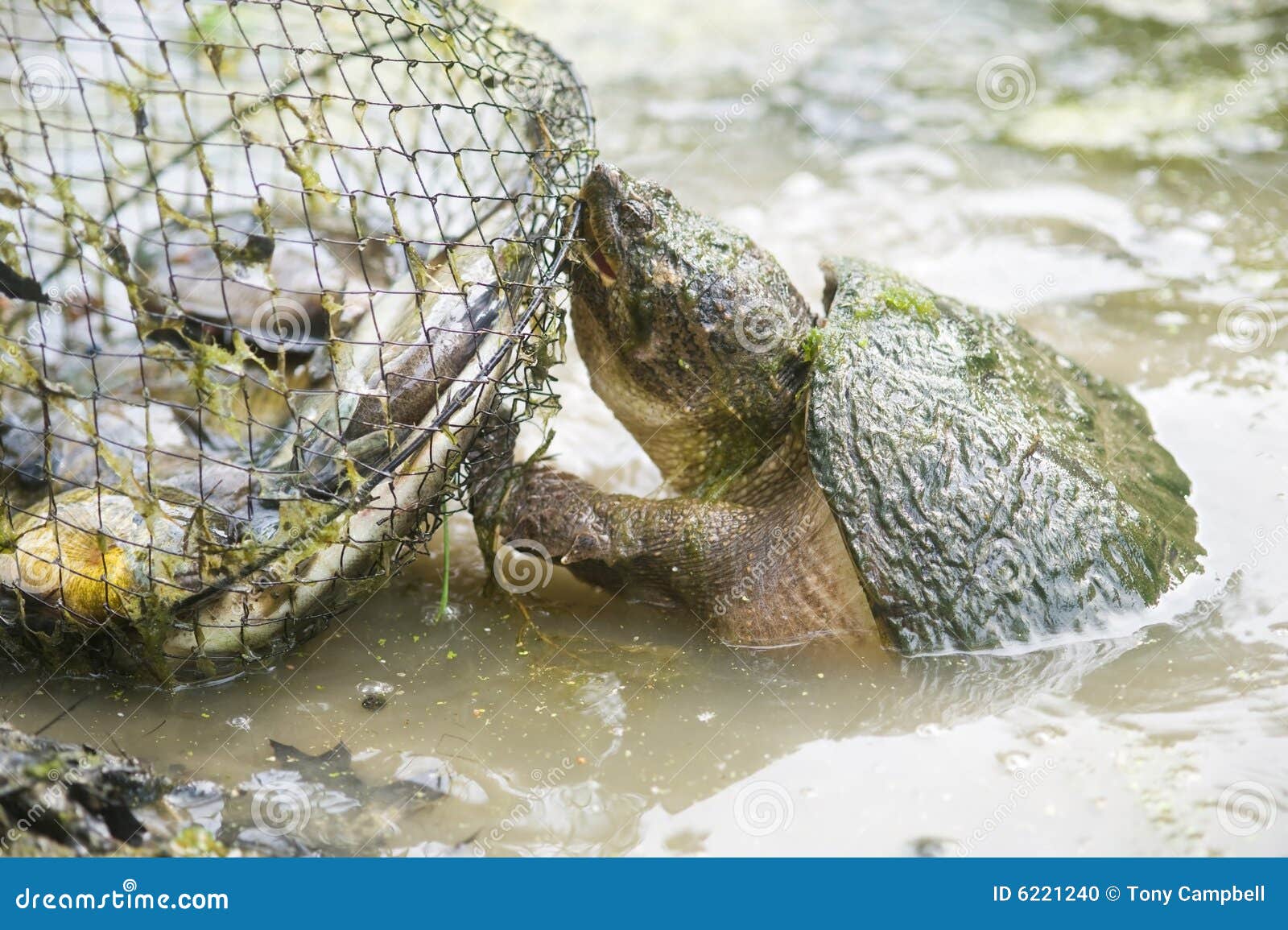 Snapping Turtle Attacking Fish Basket Stock Photo - Image of turtle ...