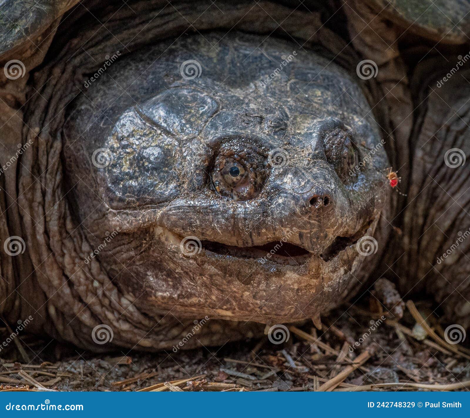 Snapping Turtle and Blood-engorged Mosquito, Agawam River Trail ...