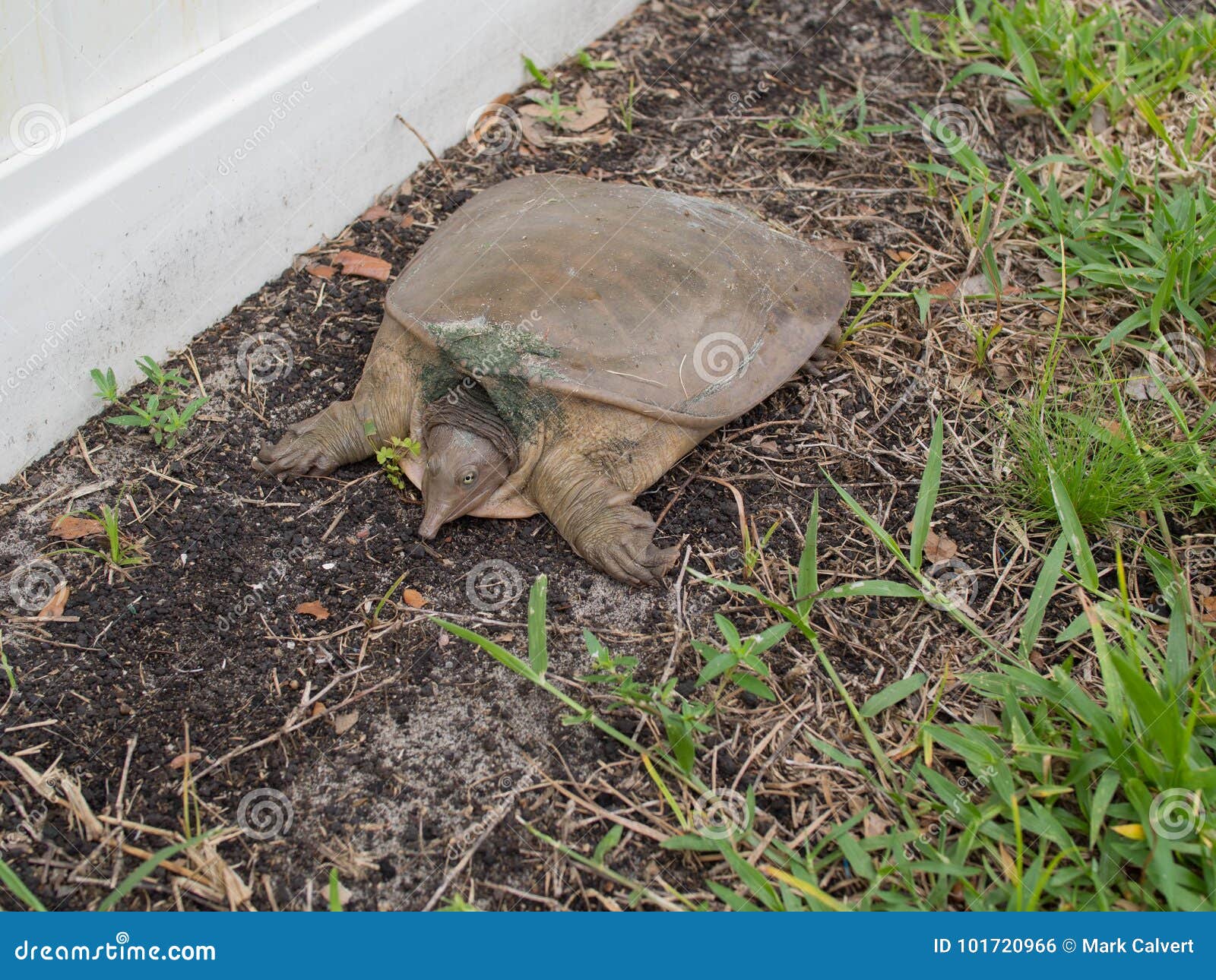 Snapping Turtle Chillin stock photo. Image of turtle - 101720966
