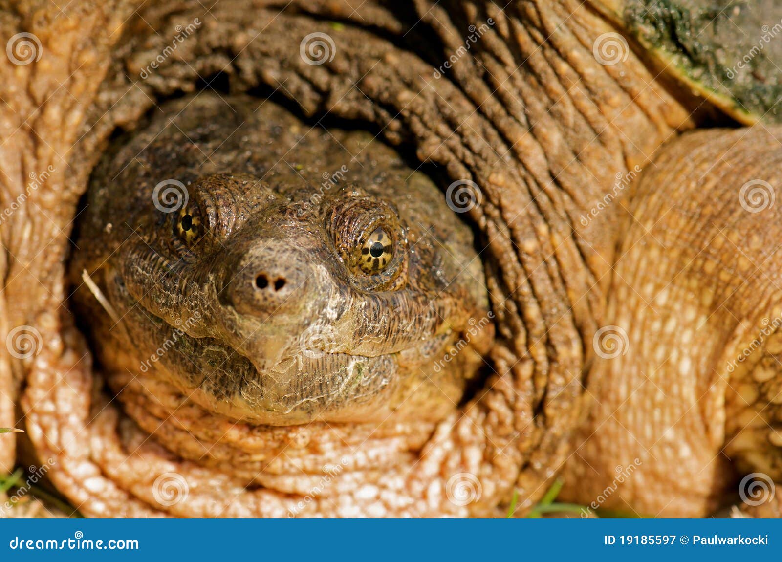 Snapping turtle close up. stock image. Image of yellow - 19185597