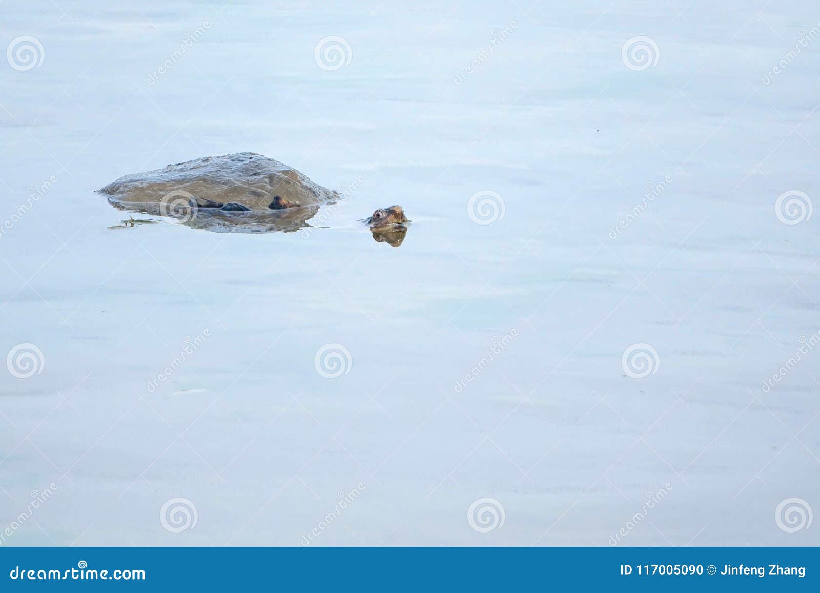 Snapping turtle stock photo. Image of wild, water, wildlife - 117005090