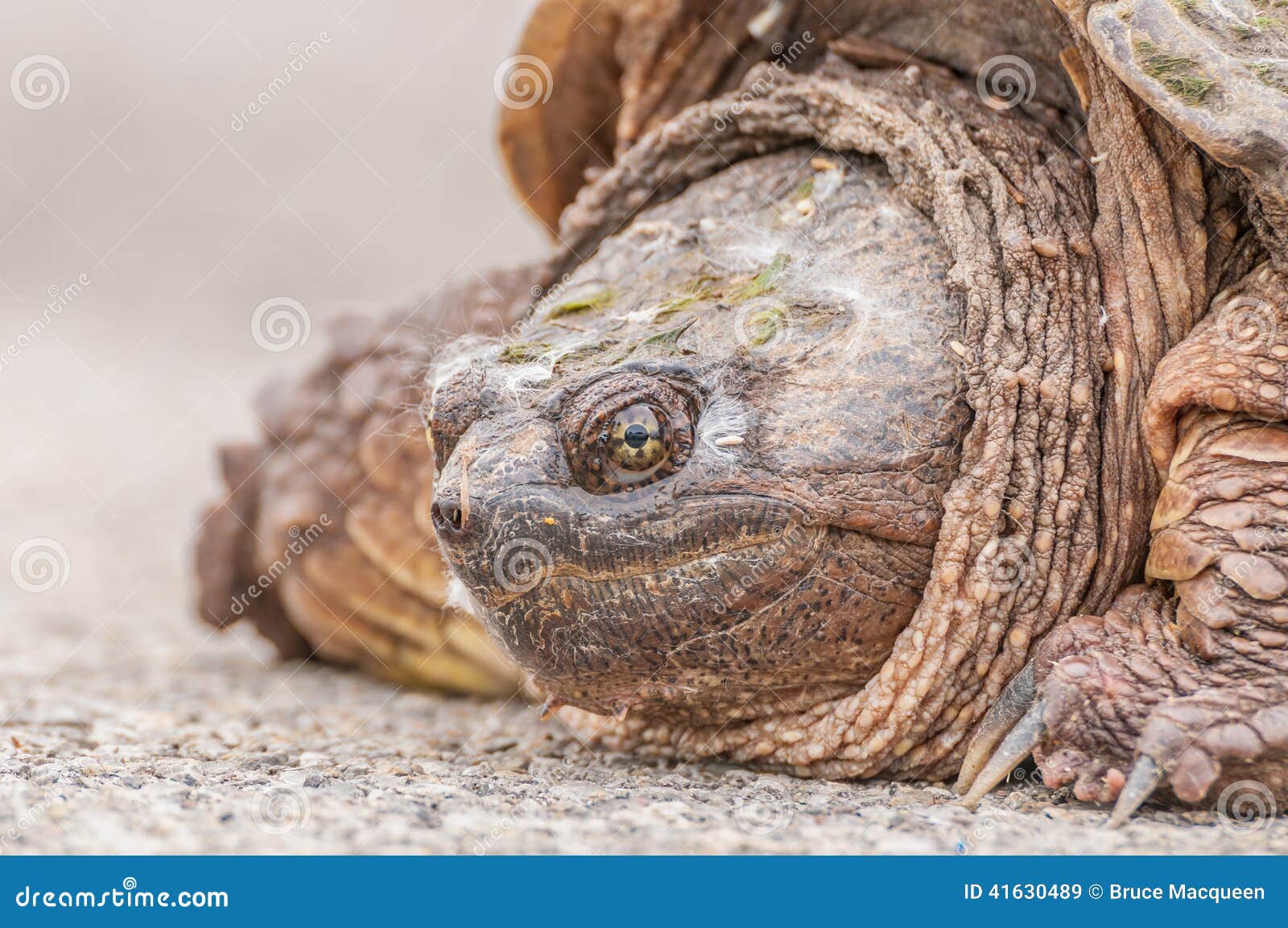 Snapping Turtle. stock image. Image of nature, snapping - 41630489