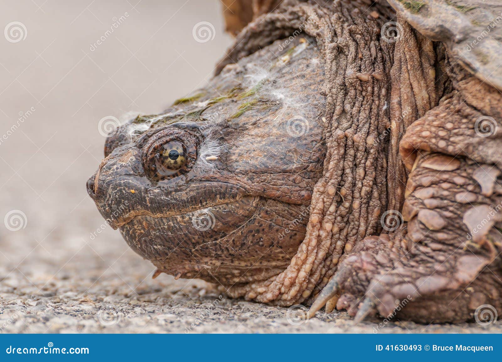 Snapping Turtle. stock image. Image of snapping, nature - 41630493