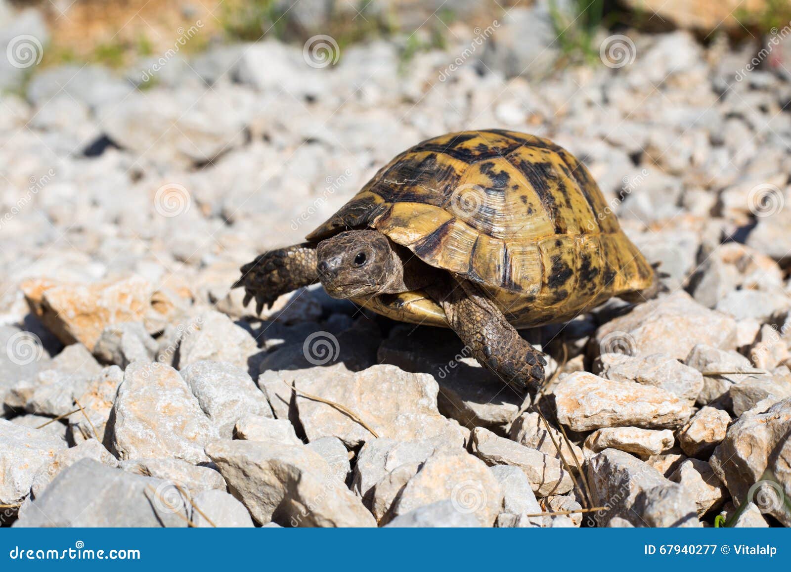 Snapping Turtle stock image. Image of home, bumpy, carapace - 67940277