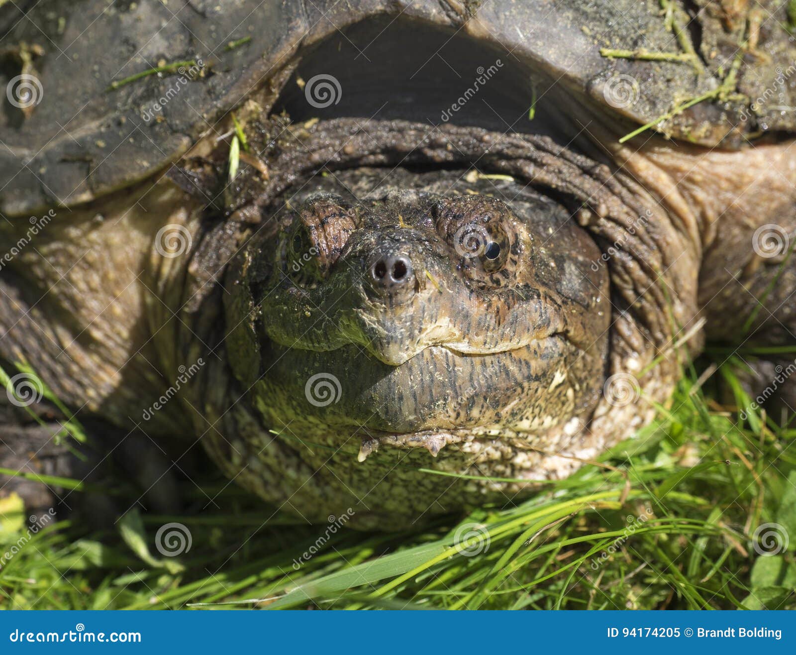 Snapping Turtle Face