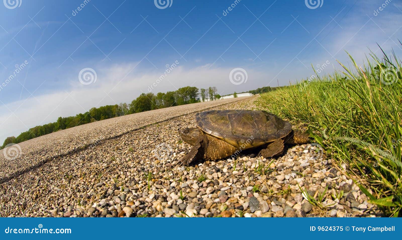 Snapping Turtle Crossing Road Stock Image - Image of nature, eyes: 9624375