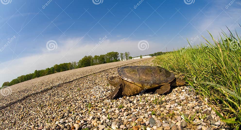 Snapping Turtle Crossing Road Stock Image - Image of nature, eyes: 9624375