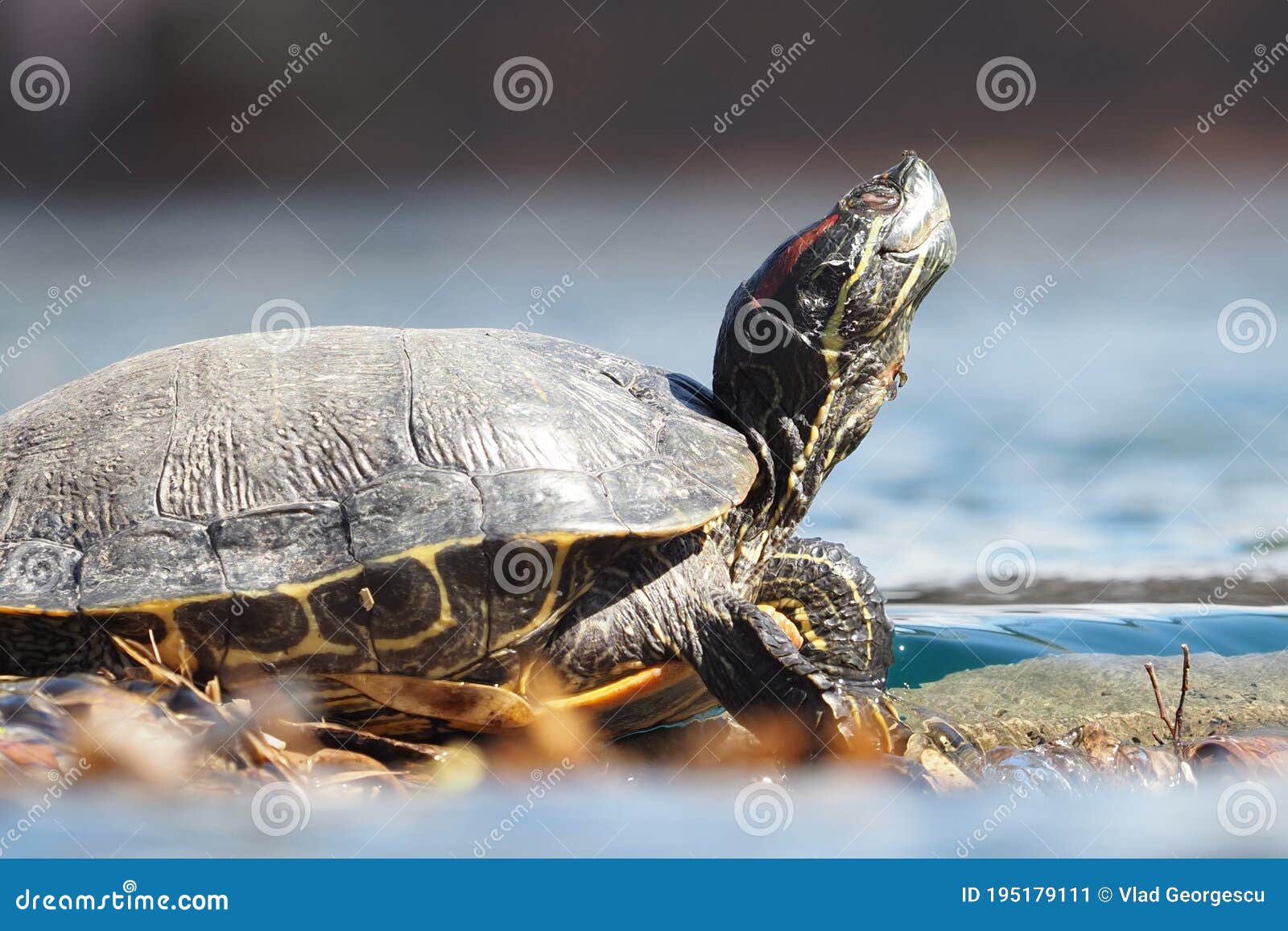 The Snapping Turtle stock image. Image of vgphotoz, life - 195179111