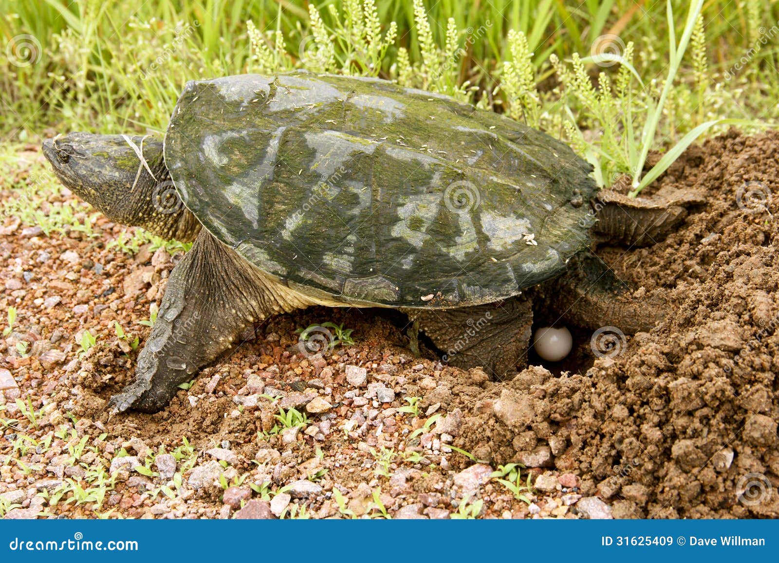 Snapping turtle eggs stock image. Image of mother, reptile - 31625409