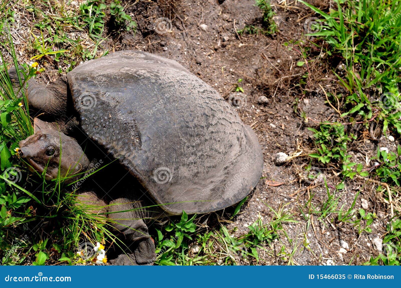 Snapping Turtle Everglades stock image. Image of turtle - 15466035