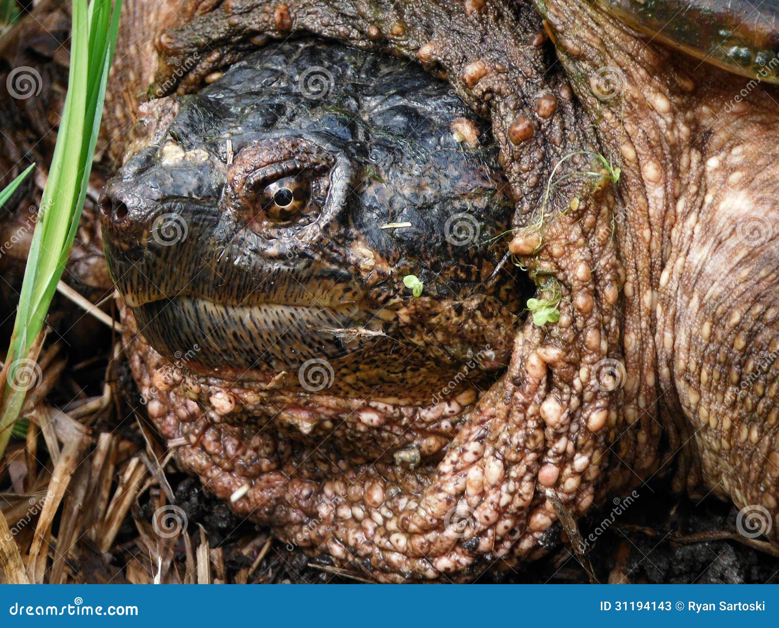 Snapping Turtle stock image. Image of river, fresh, turtle - 31194143