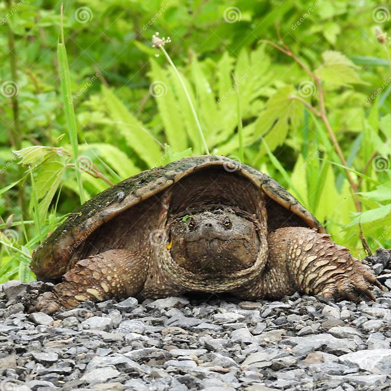 Snapping Turtle Female Waits To Cross Gravel Road To Lay Her Eggs Stock ...