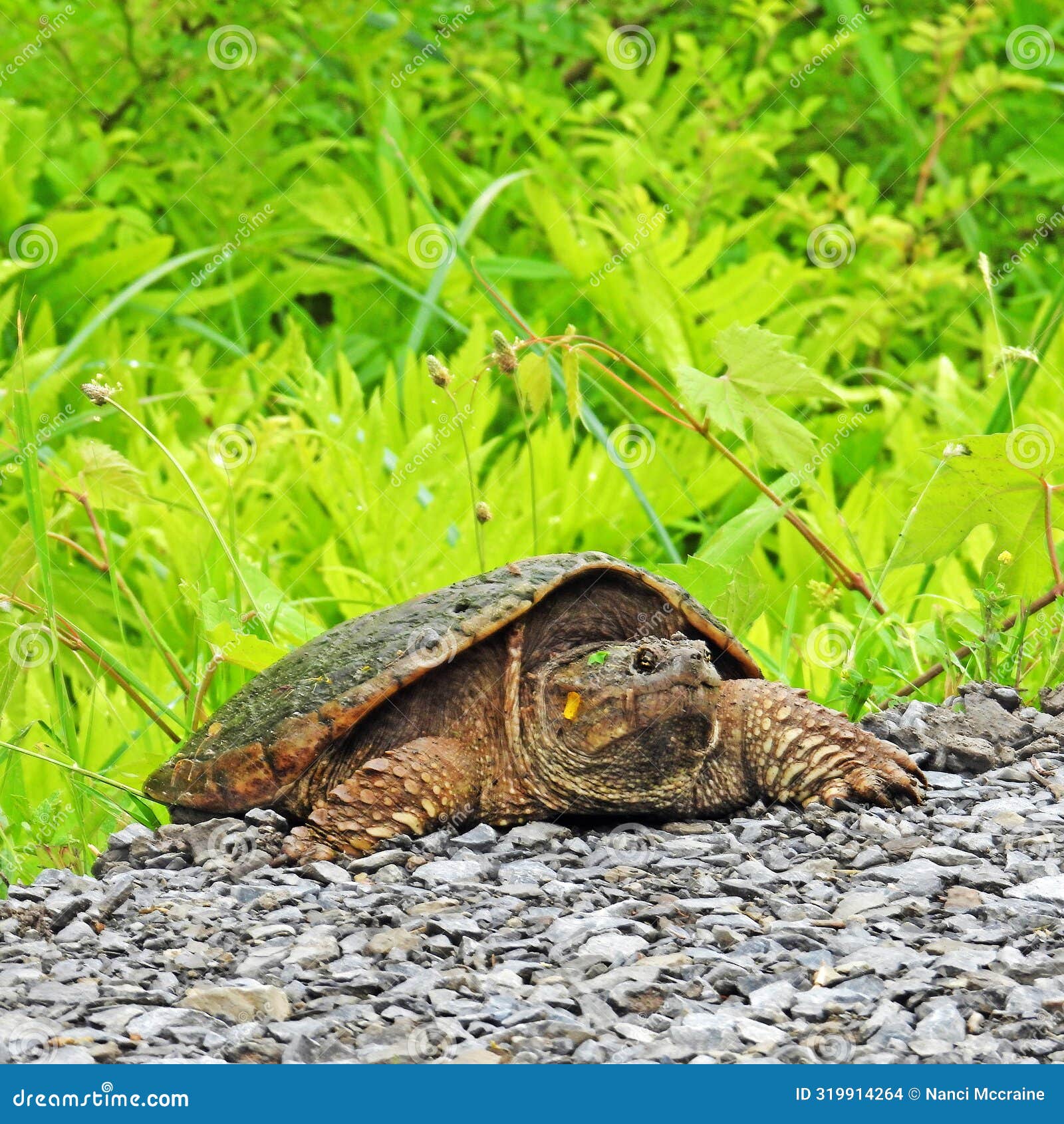 Snapping Turtle Female Leaves Swamp To Lay Eggs Stock Photo - Image of ...