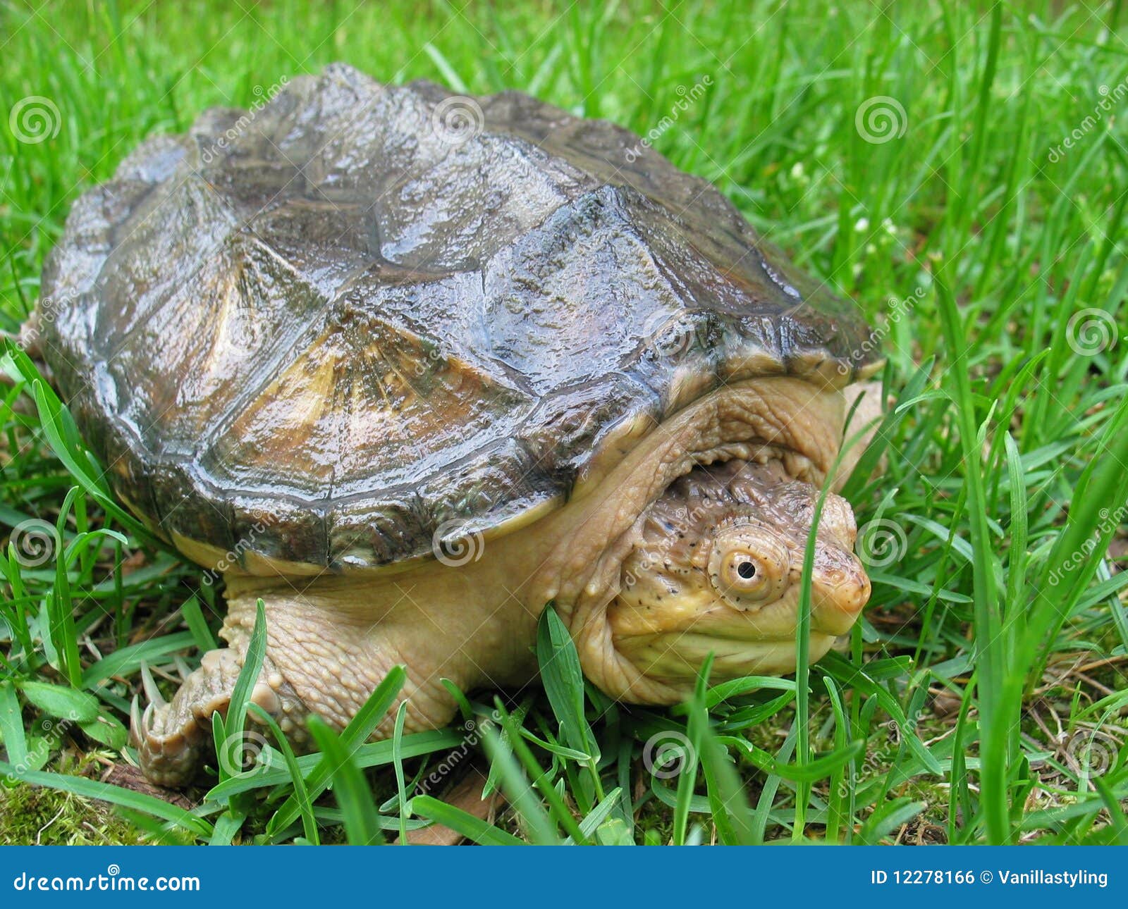 Snapping Turtle Royalty-Free Stock Image | CartoonDealer.com #45329218