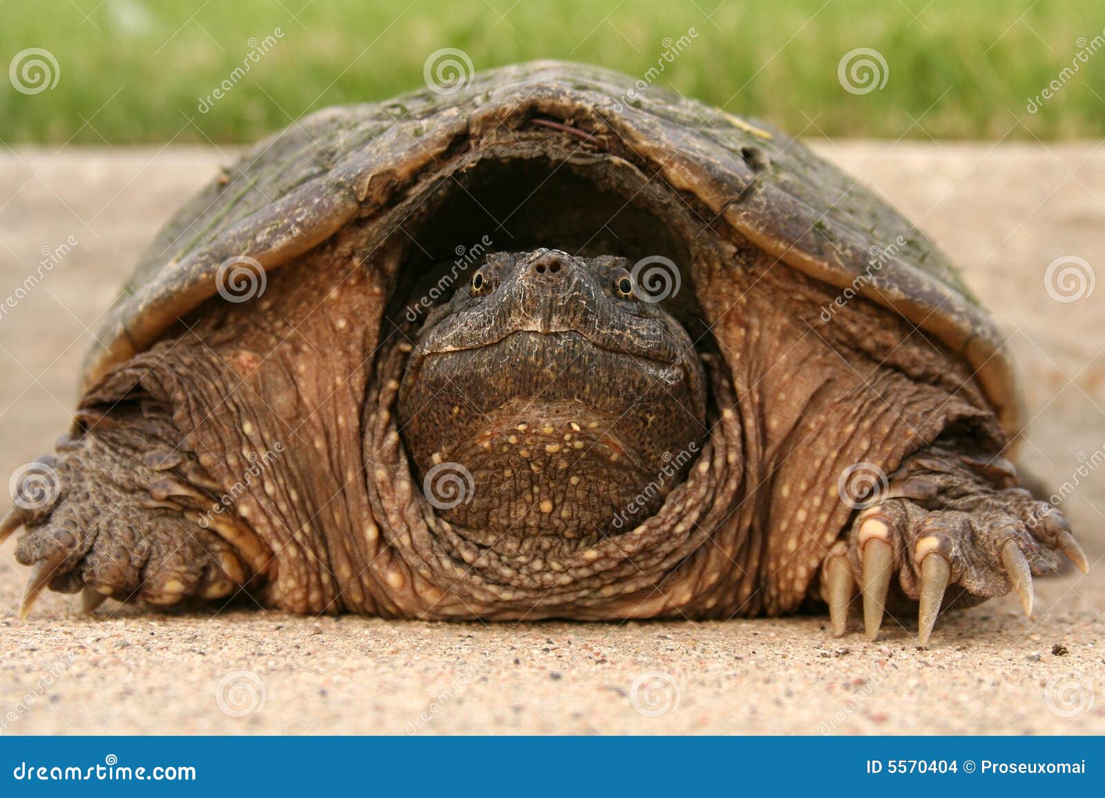 Snapping Turtle Head stock photo. Image of animal, head - 5570404