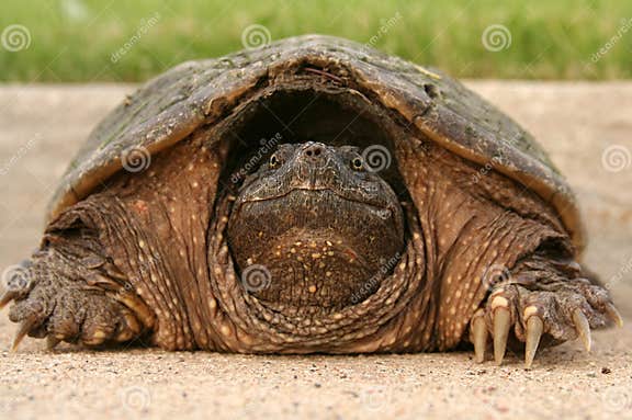 Snapping Turtle Head stock photo. Image of animal, head - 5570404