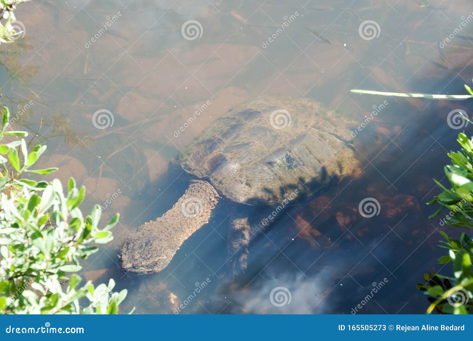 Turtle Snapping Turtle Photo. Snapping Turtle in the Foggy Water Close ...