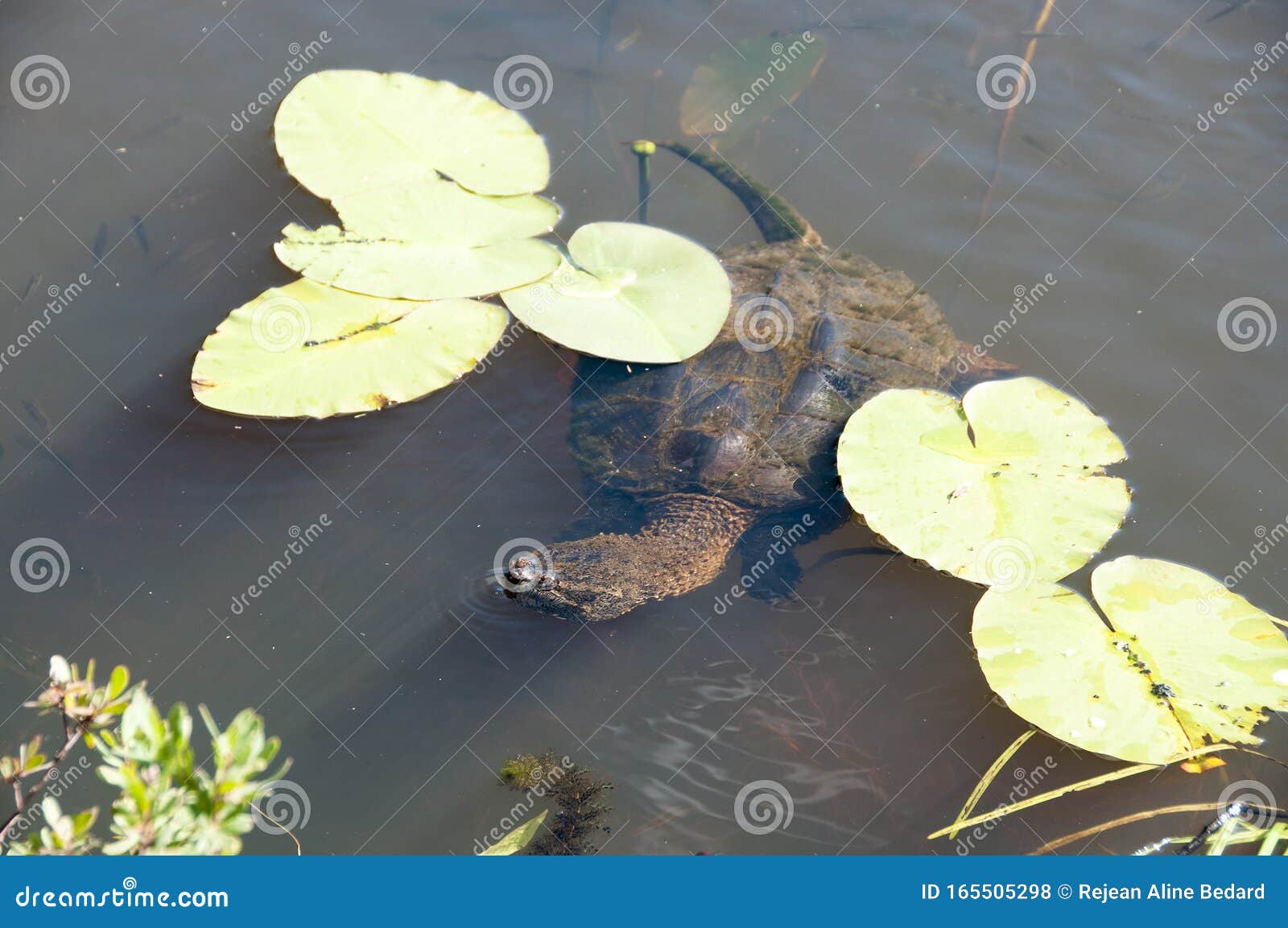 Turtle Snapping Turtle Photo. Snapping Turtle in the Water Close-up ...