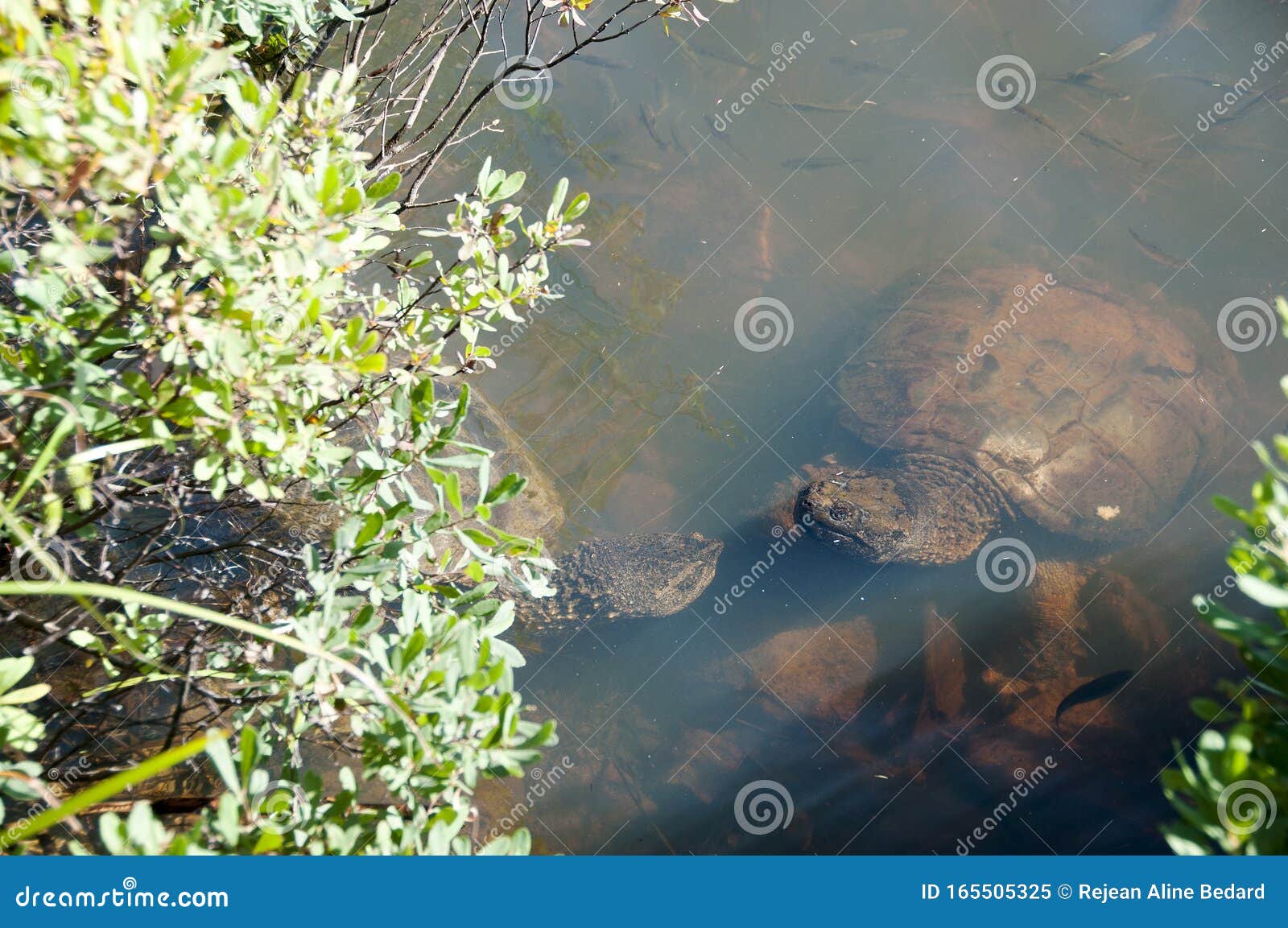 TurtleTurtle Snapping Turtle Photo. Snapping Turtles in the Water Close ...