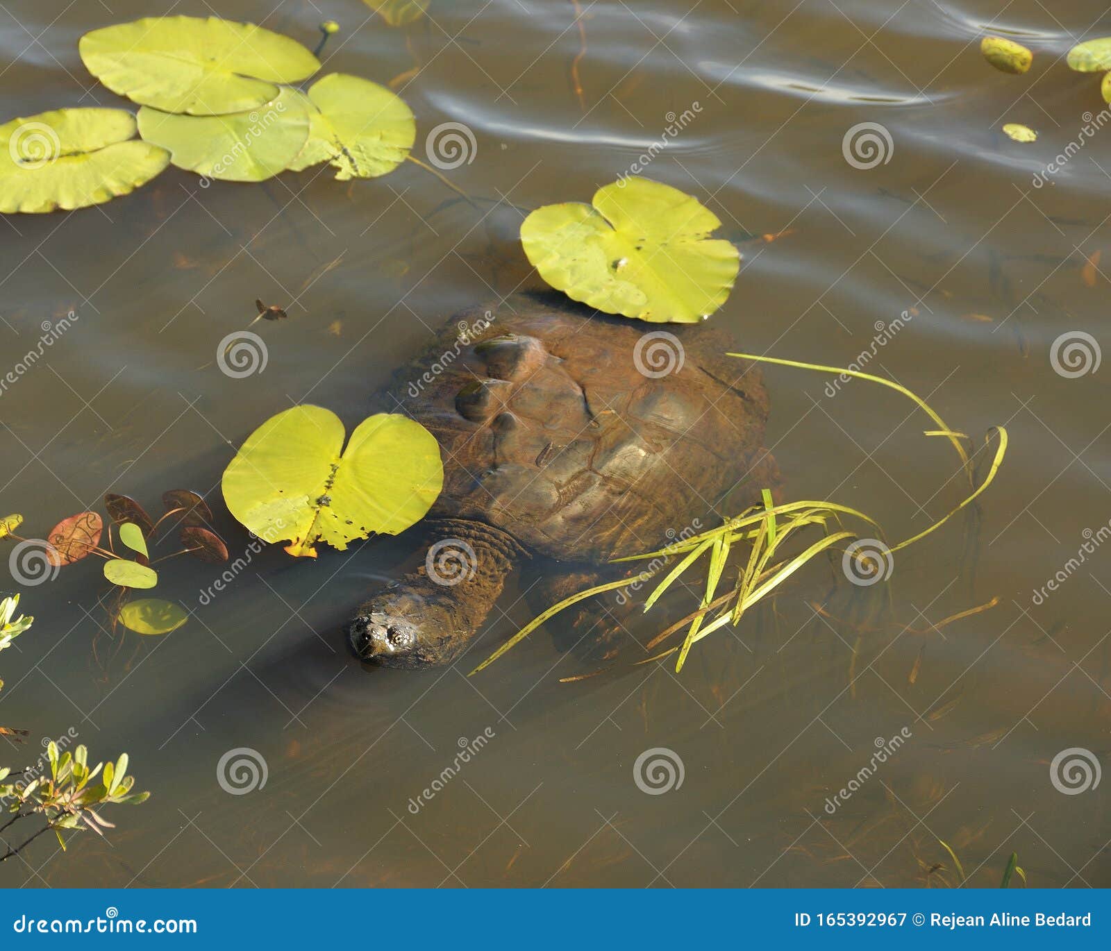 Snapping Turtle Stock Photos. Snapping Turtle in the Water Displaying ...