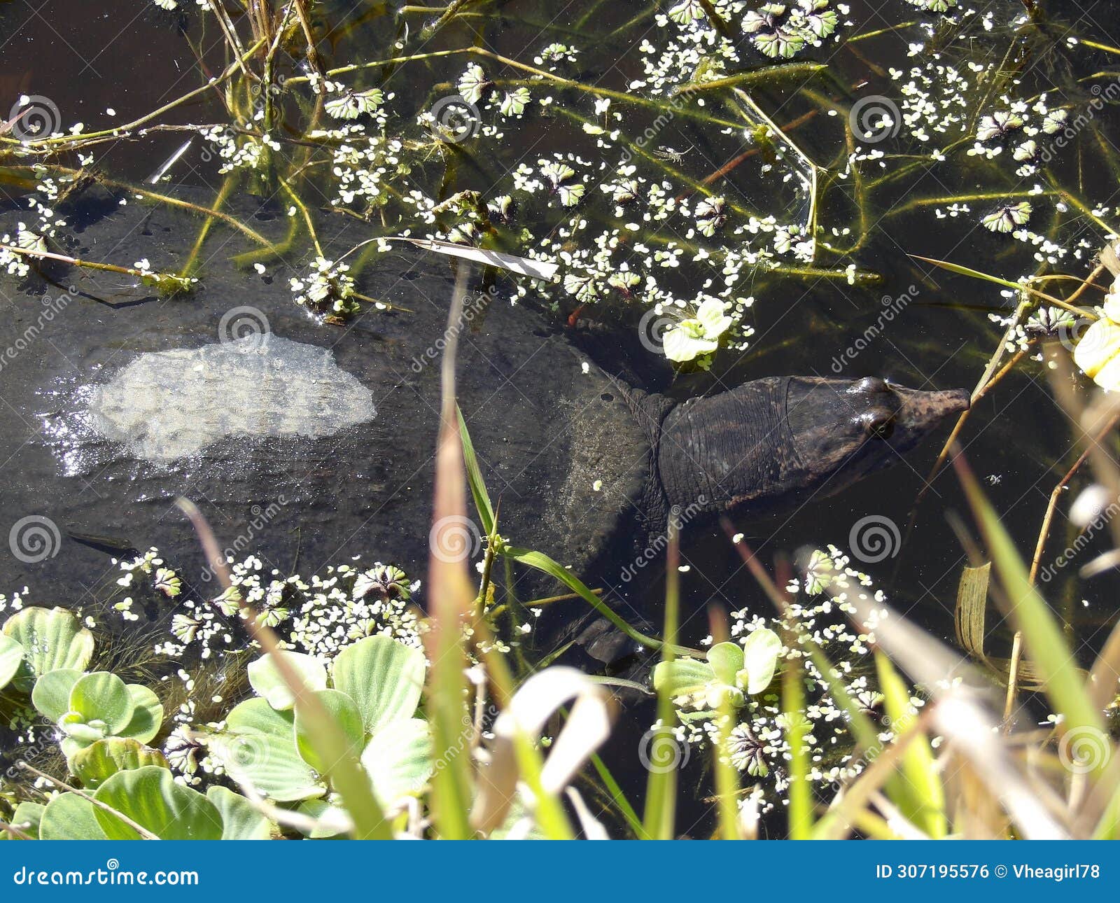 Snapping Turtle Just Floating Still in the Water Stock Photo - Image of ...