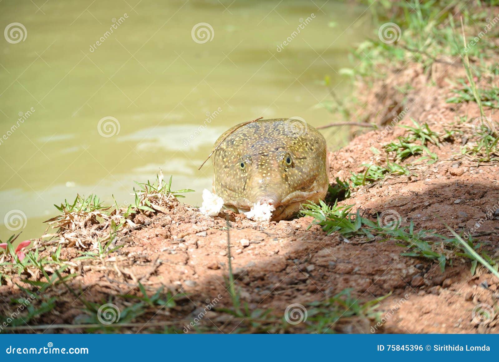 Snapping turtle stock photo. Image of turtle, large, jaws - 75845396