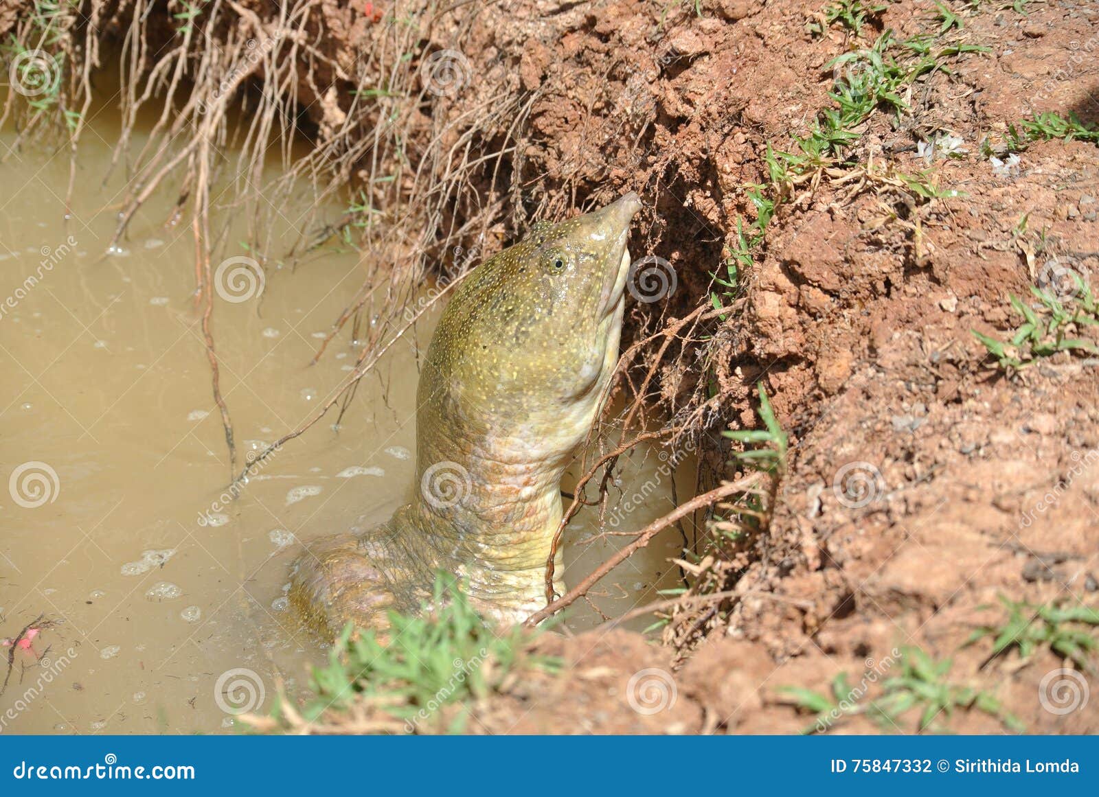 Snapping turtle stock photo. Image of long, organism - 75847332