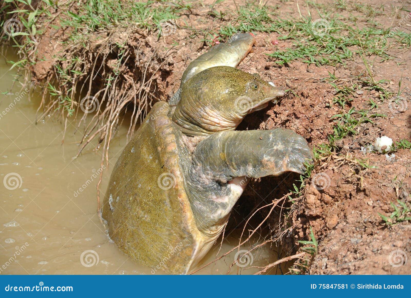 Snapping turtle stock image. Image of jaws, neck, grass - 75847581
