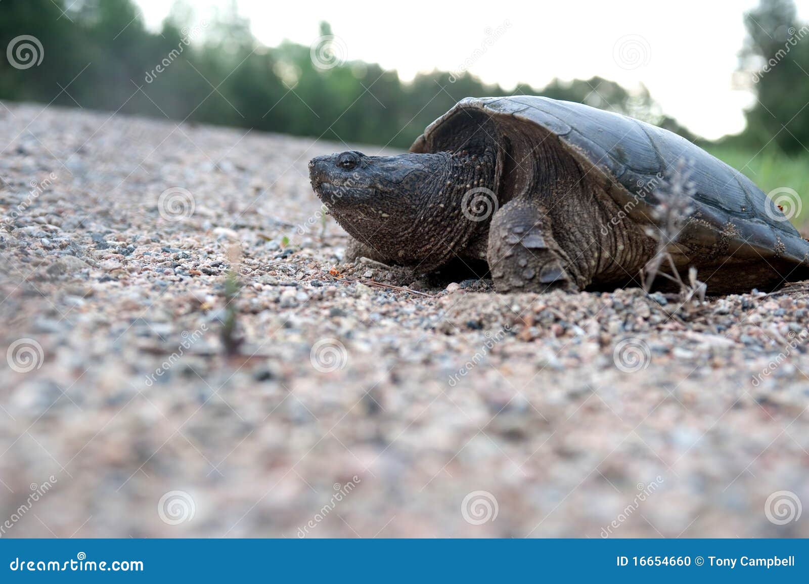Snapping Turtle Laying Eggs Stock Photo - Image of eggs, reptile: 16654660 Snapping Turtle Laying Eggs Stock Photo - Image of eggs, reptile: 16654660