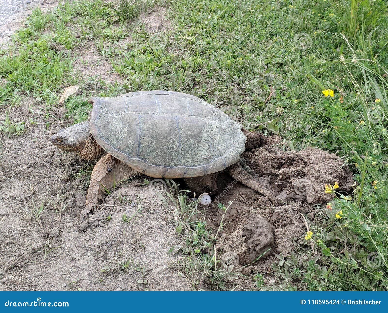 Snapping Turtle Laying Eggs Stock Photo - Image of eggs, conservation ...