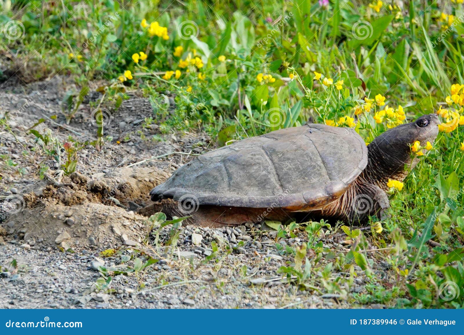 Snapping Turtle Laying Eggs on the Road Shoulder Stock Photo - Image of ...