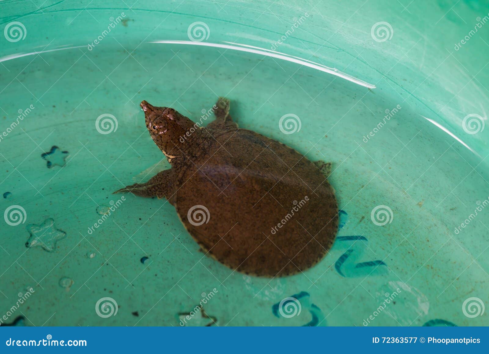 Snapping turtle stock image. Image of snapping, littel - 72363577