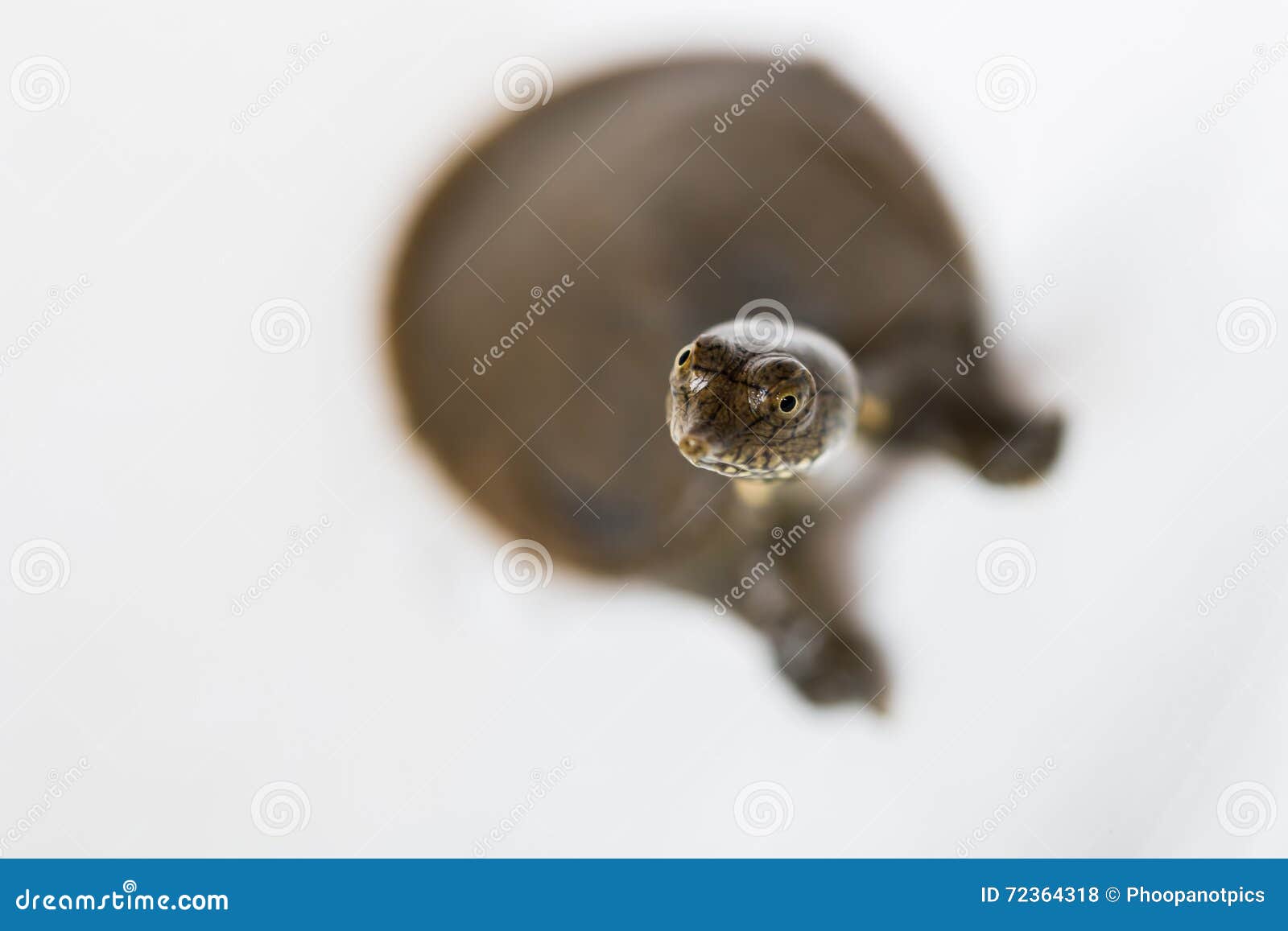 The snapping turtle stock photo. Image of animal, nature - 72364318