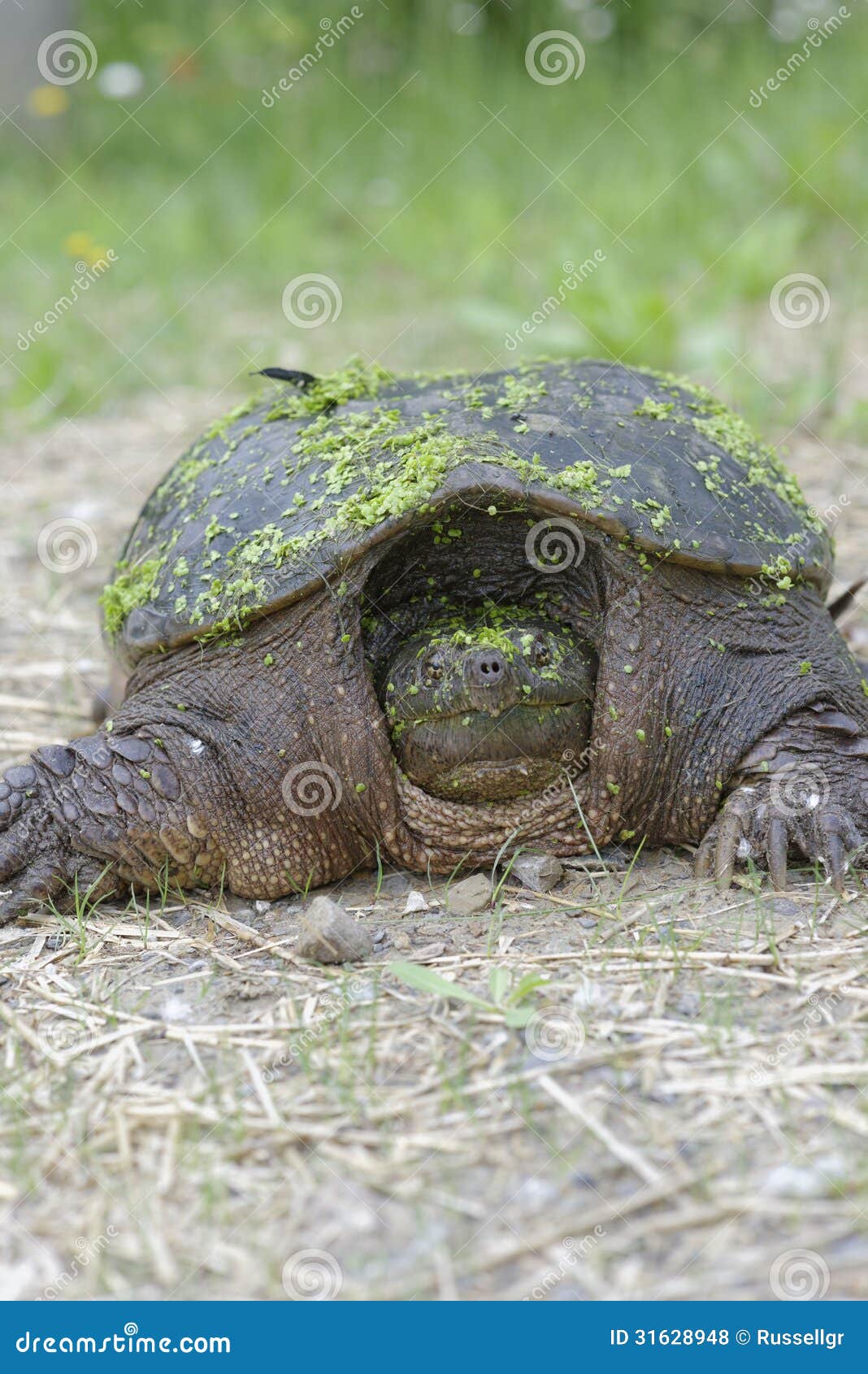 Snapping turtle stock photo. Image of snapper, testudines - 31628948