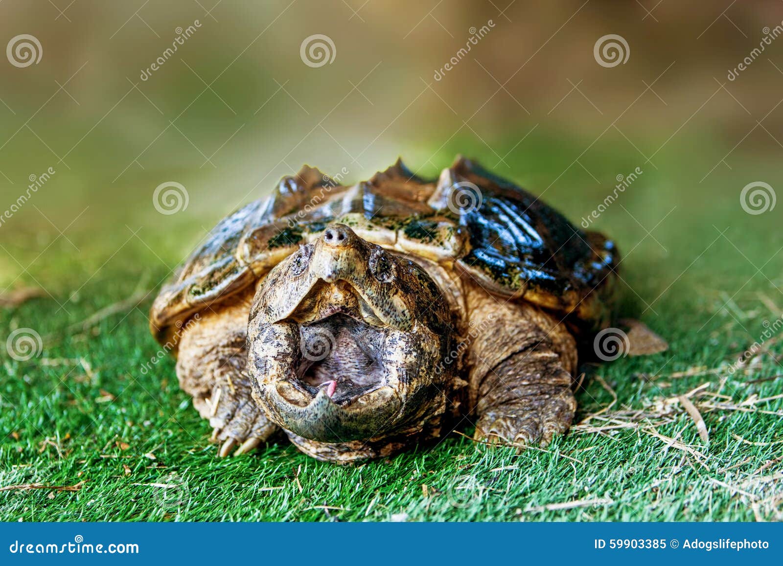 Snapping Turtle with Mouth Open Stock Image - Image of wide, bite: 59903385
