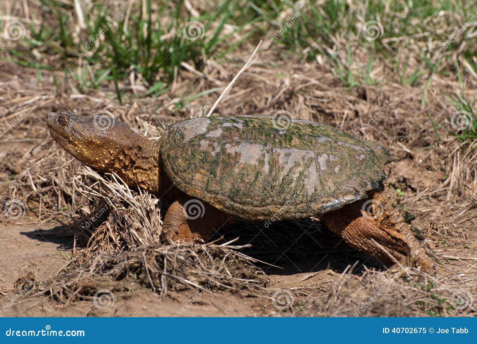 Snapping turtle in mud stock image. Image of walking - 40702675