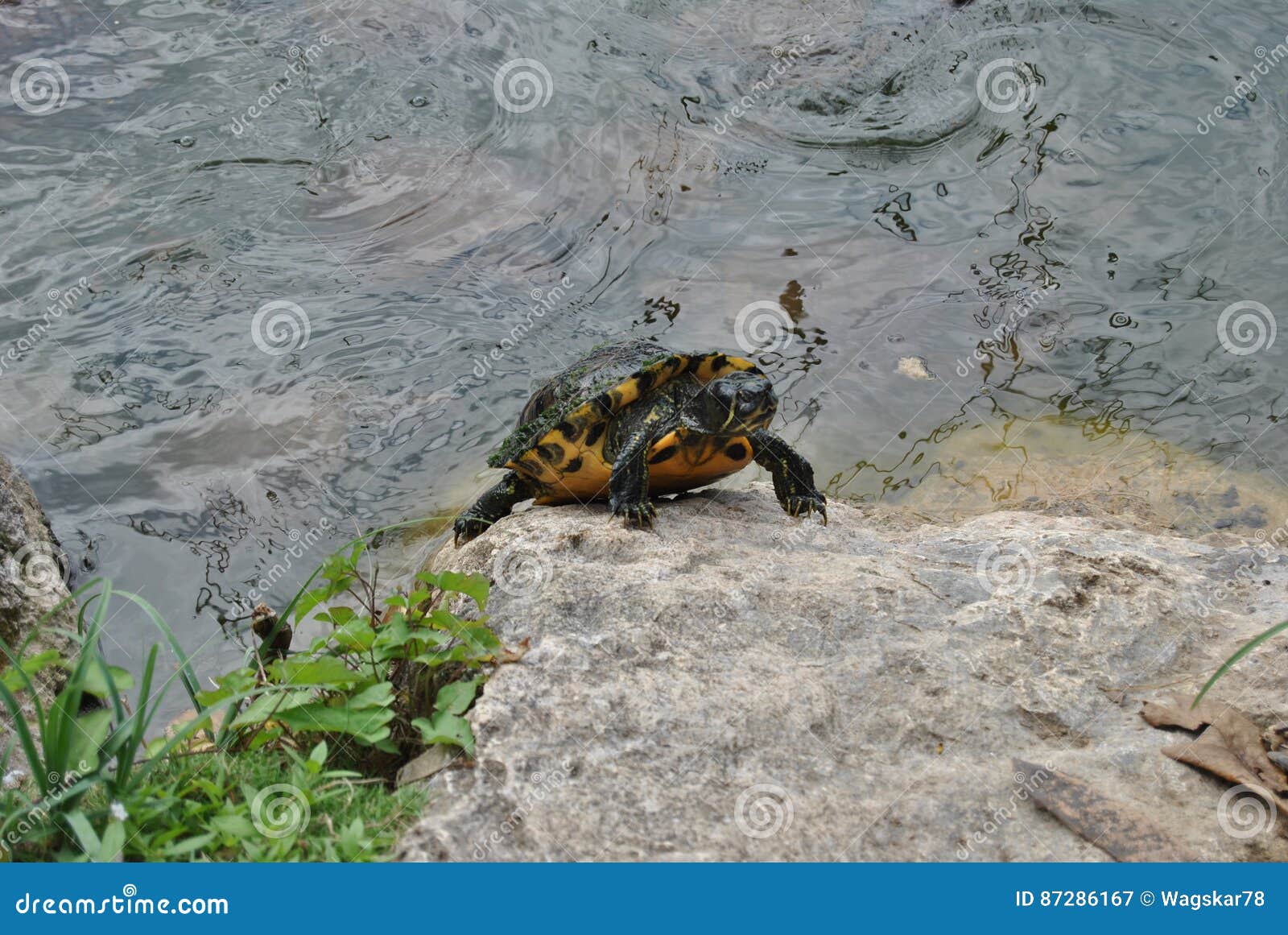 Snapping Turtle Out of the Water Stock Image - Image of turtle, pond ...