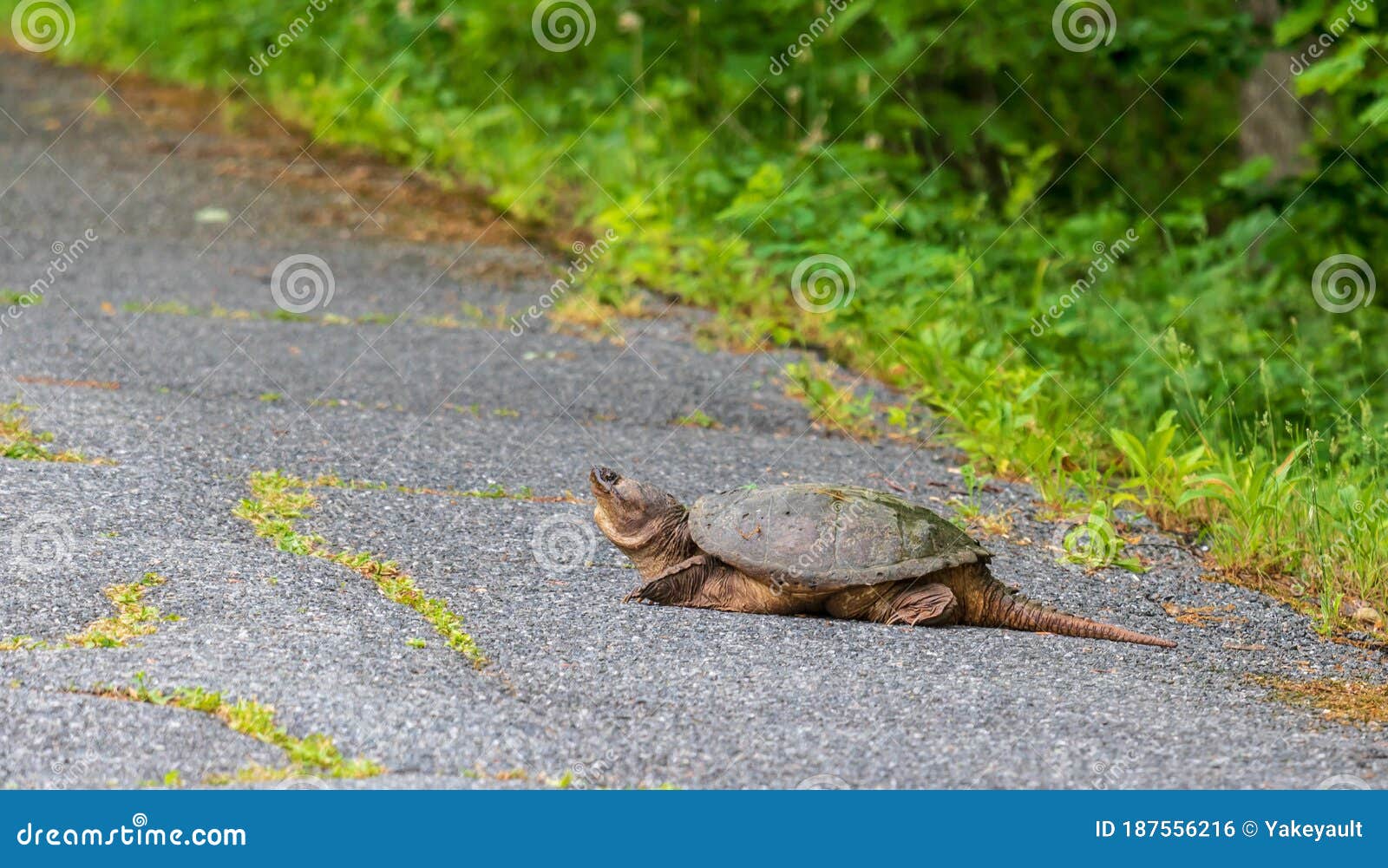 Snapping Turtle on a Paved Trail Stock Photo - Image of road, outside ...