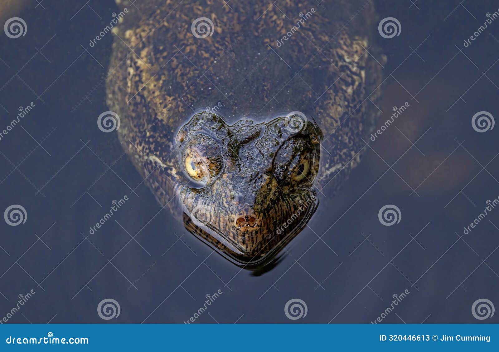 A Snapping Turtle Poking Its Head Out of the Water in Ottawa, Canada ...