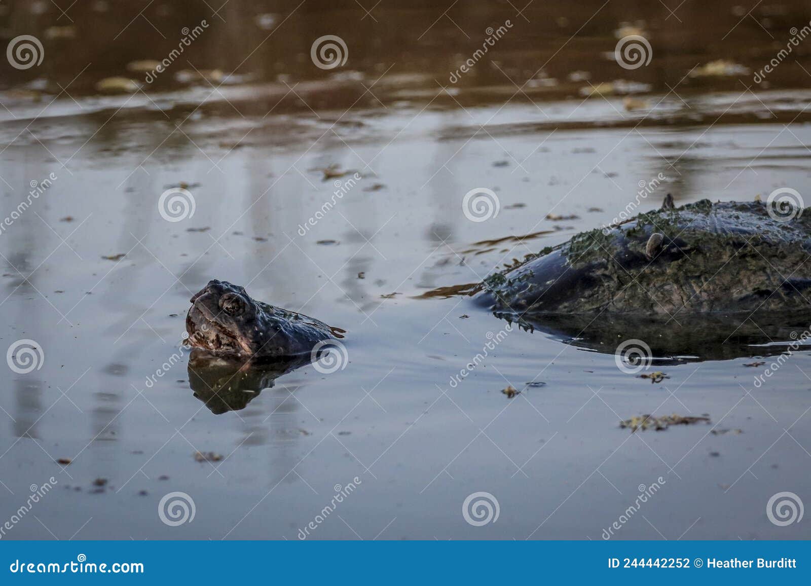 Snapping Turtle in a Pond stock photo. Image of nature - 244442252