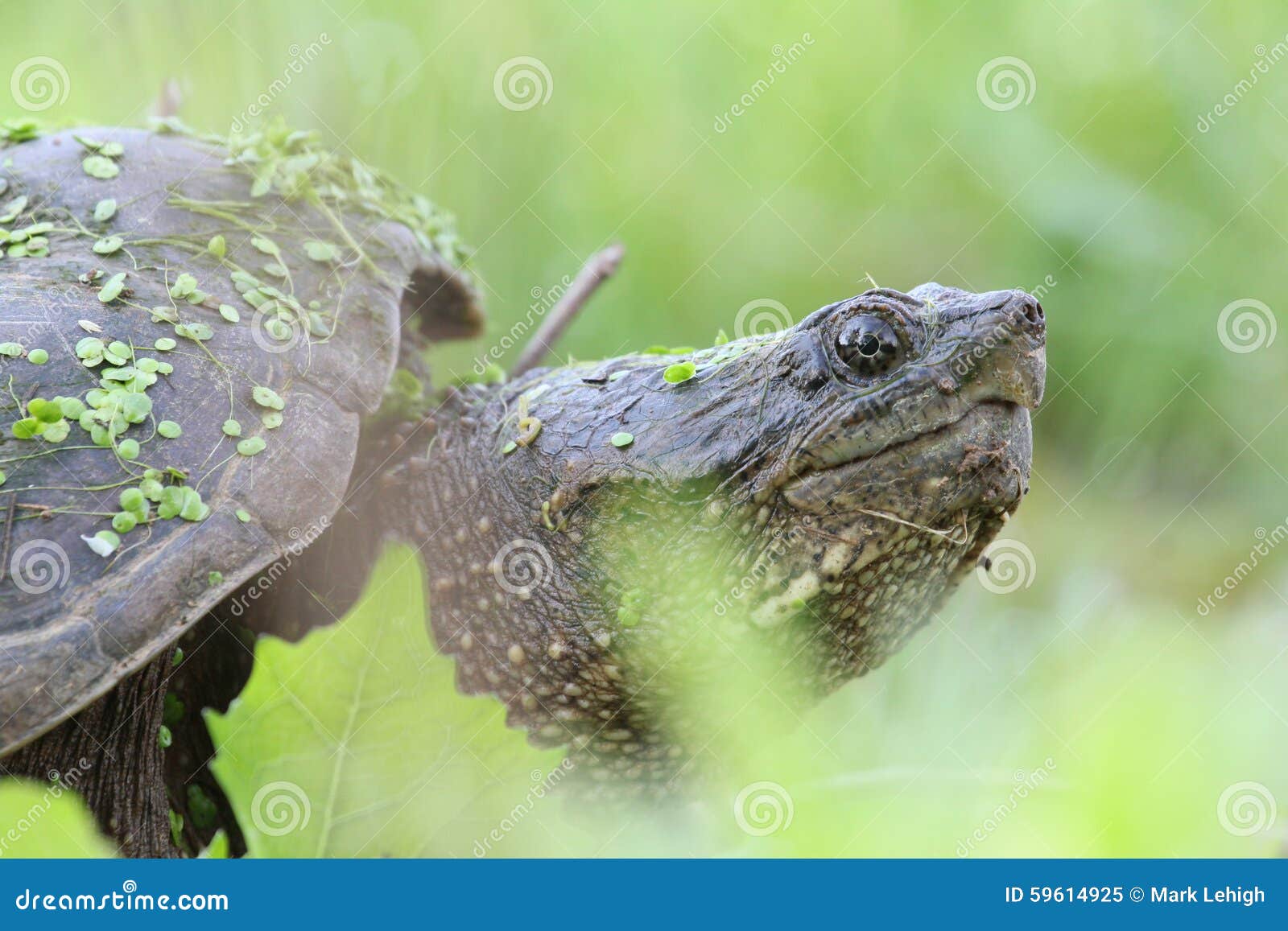 Snapping Turtle Portrait Royalty-Free Stock Photography | CartoonDealer ...