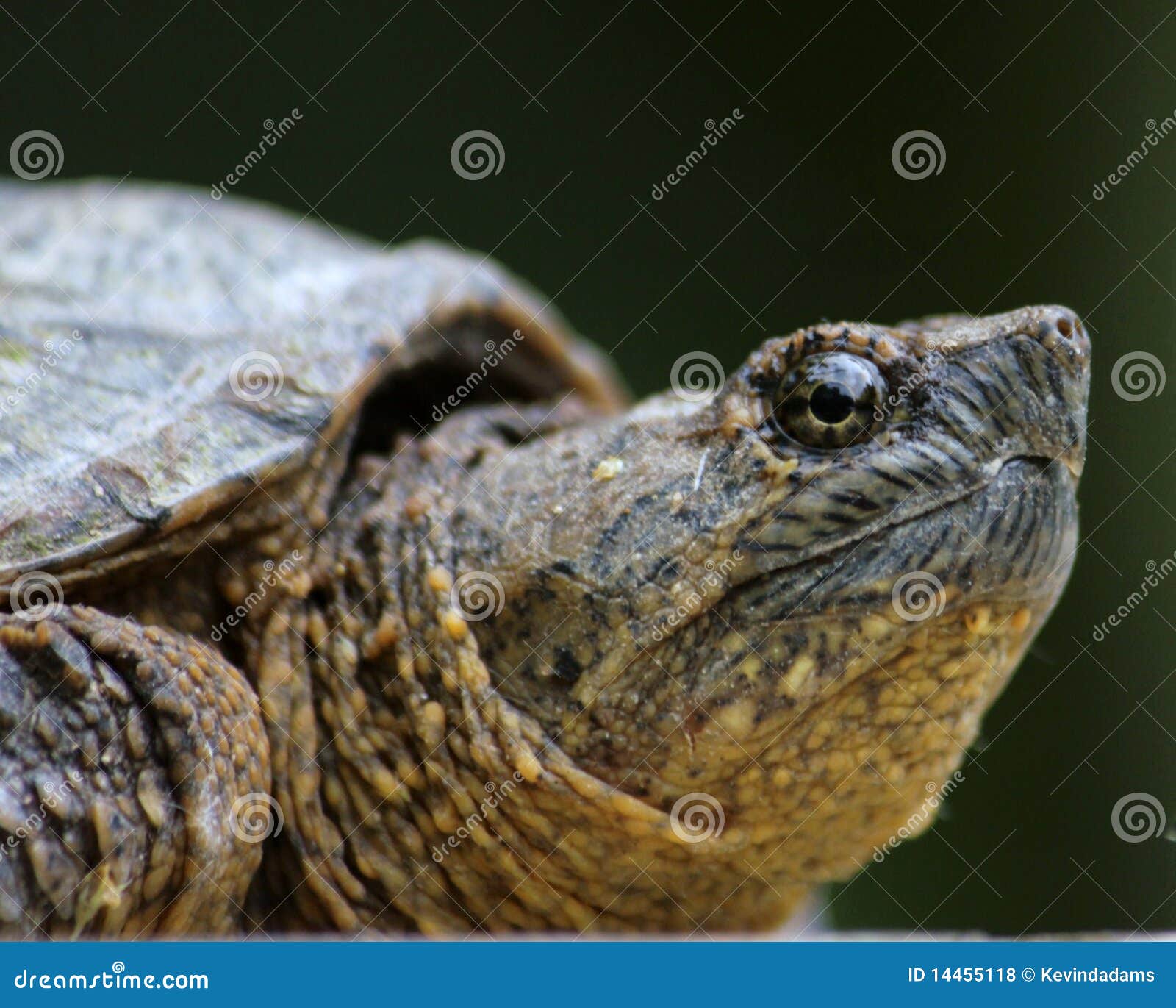 Snapping Turtle Profile stock photo. Image of skin, rough - 14455118