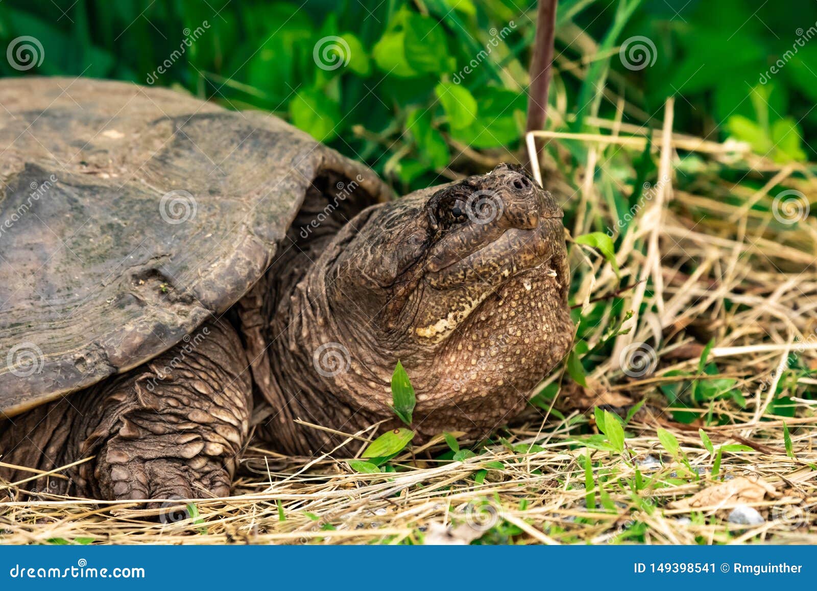 A Snapping Turtle Resting in the Grass Stock Image - Image of ...
