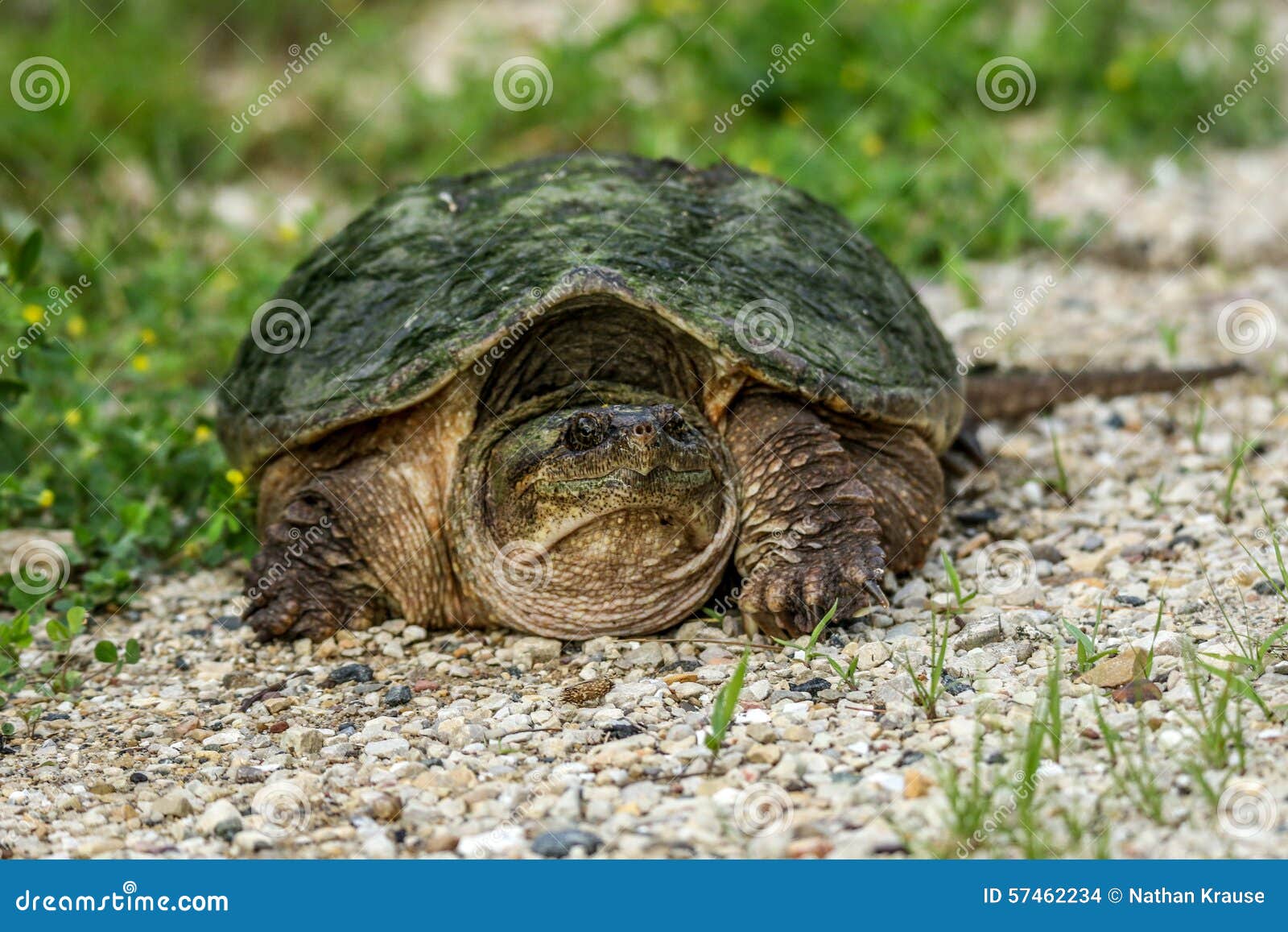 Snapping Turtle stock photo. Image of sand, side, road - 57462234