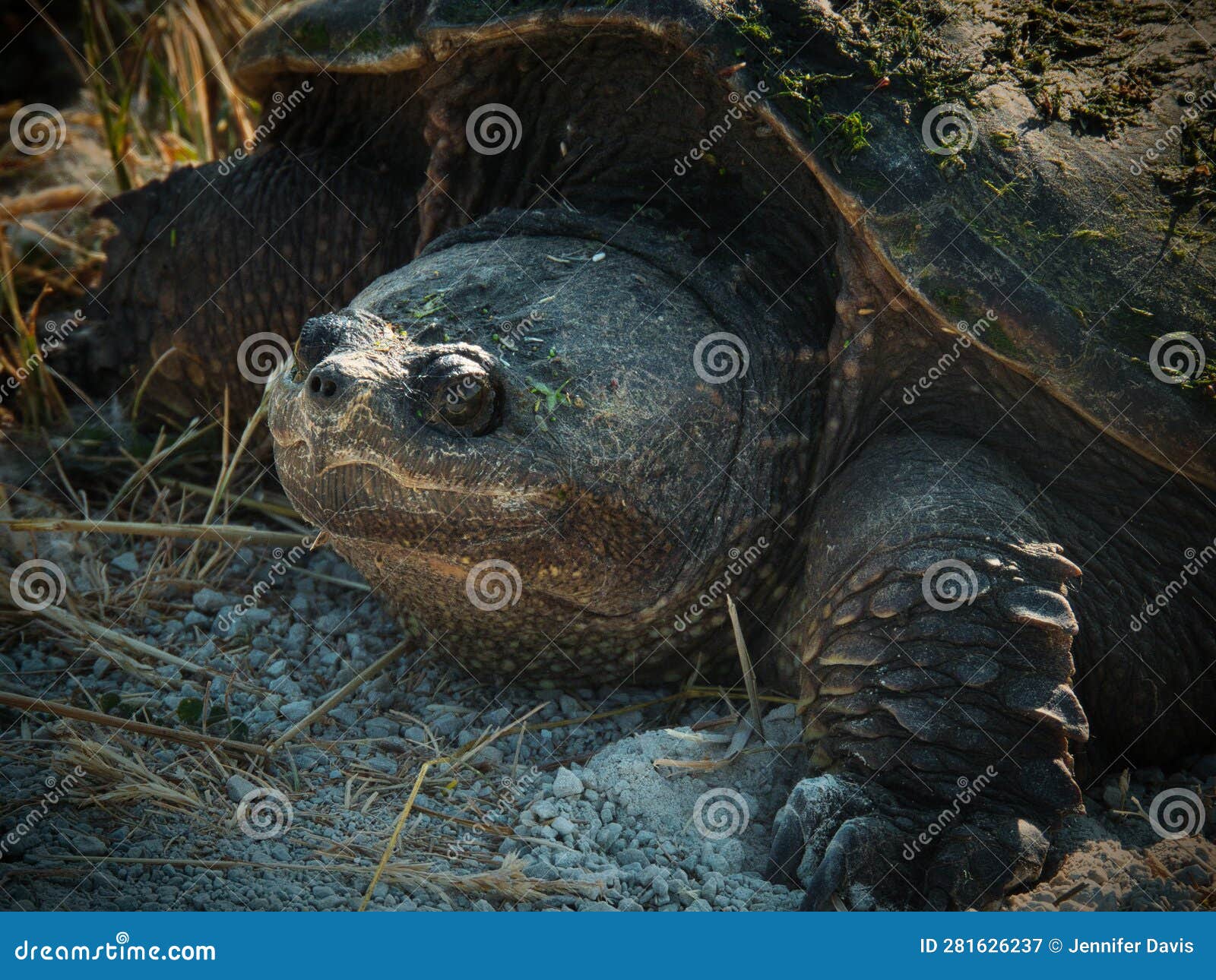 Snapping Turtle on Side of Gravel Path with Remnants of Duckweed on ...